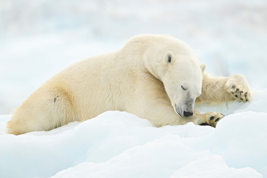 GREENLAND – ARCTIC AUTUMN COLOURS - Vega Expeditions